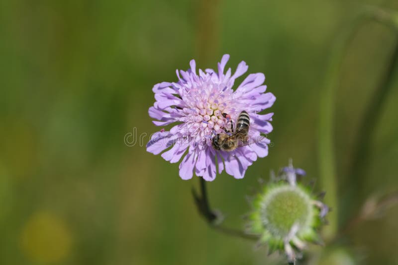 Bee on a Field Scabious Purple Wild Flower Stock Image - Image of ...