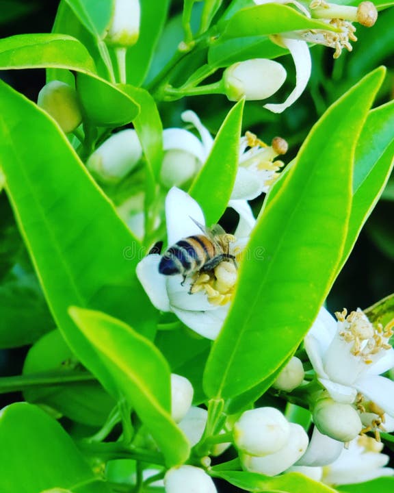 Bee Finding the Nectar from a Orange Blossom Stock Image - Image of ...