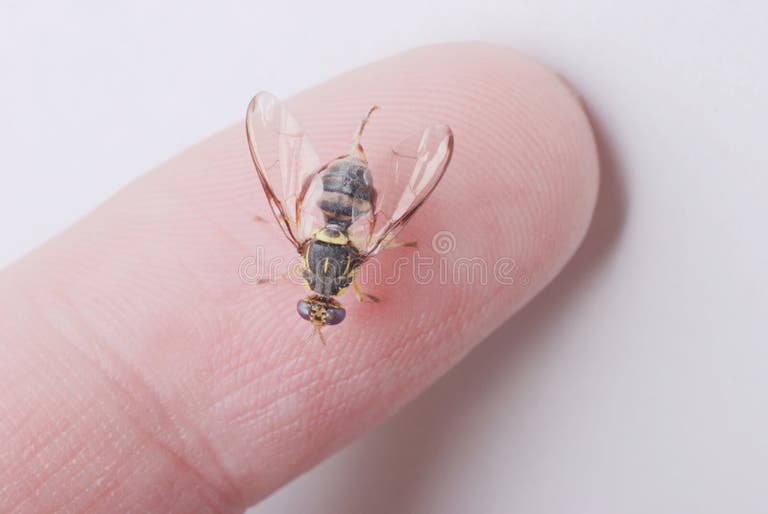 Bee on finger stock image. Image of finger, frame, pollen - 7336085