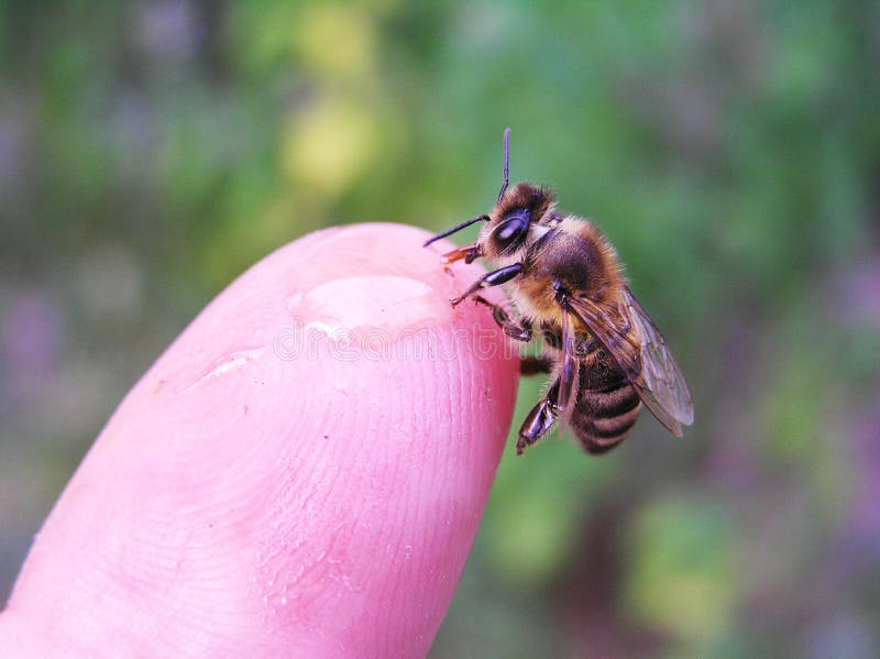 Bee on my finger stock photo. Image of insects, head - 15388212