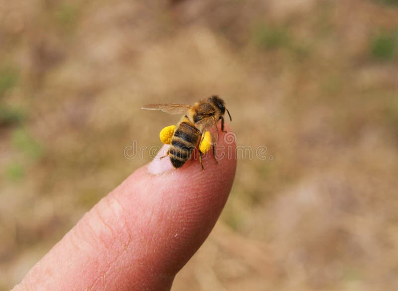 Bee on my finger stock photo. Image of insects, head - 15388212