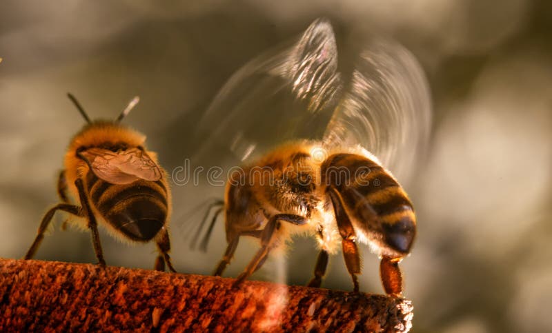 The Bee Flaps Its Wings, Cools the Hive Stock Image - Image of aroma ...