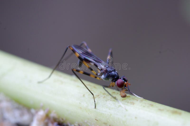 Bee flies feed on ant eggs stock photo. Image of feed - 214986304