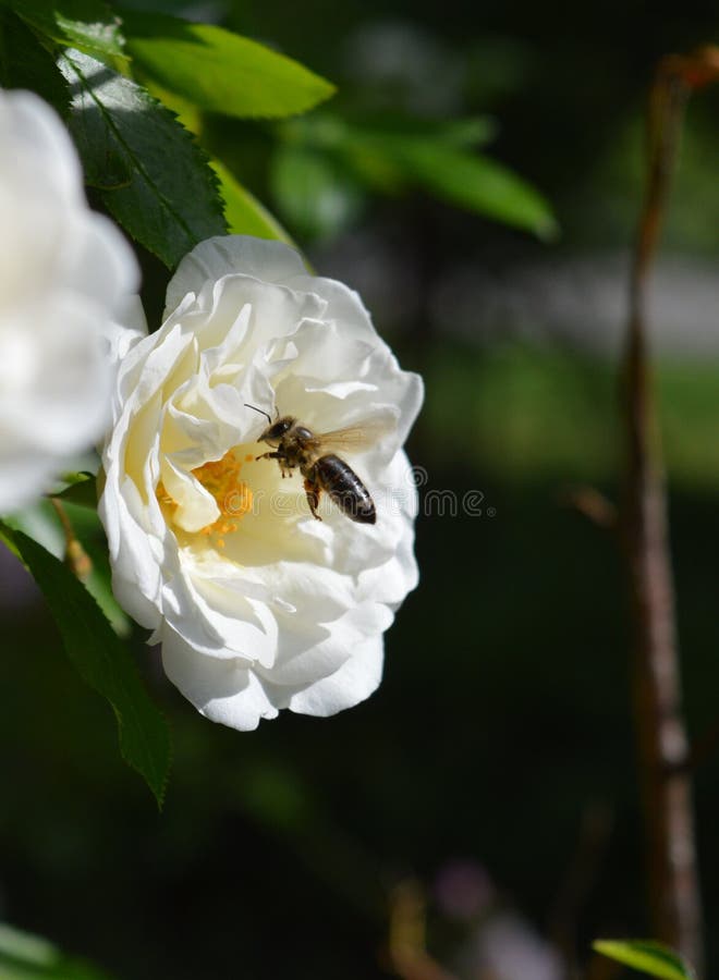 Bee Flies Towards a White Rose Stock Photo - Image of rose, flower ...