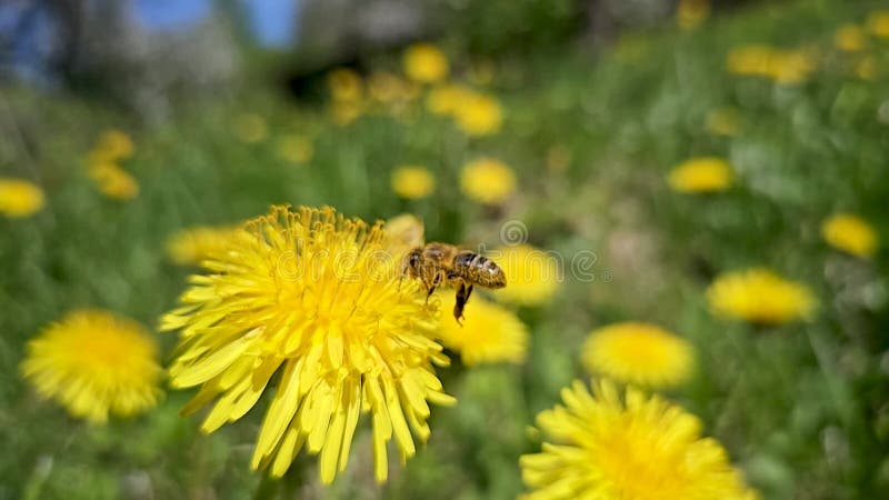 A Bee Flies Up To a Bright Yellow Flower Stock Footage - Video of ...