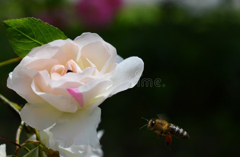Bee flies on a white rose stock image. Image of color - 186247879