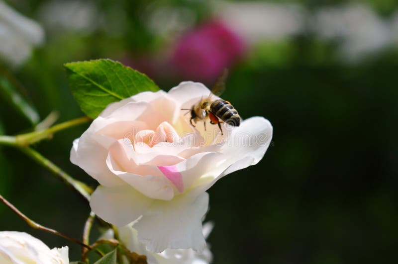 Bee flies on a white rose stock photo. Image of leaf - 186247908
