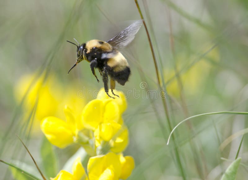 Bee in Flight stock image. Image of stinger, wing, insect - 25668343