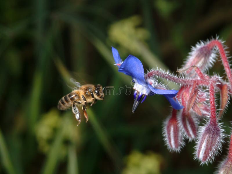 Bee in flight stock photo. Image of wings, flier, forest - 272194