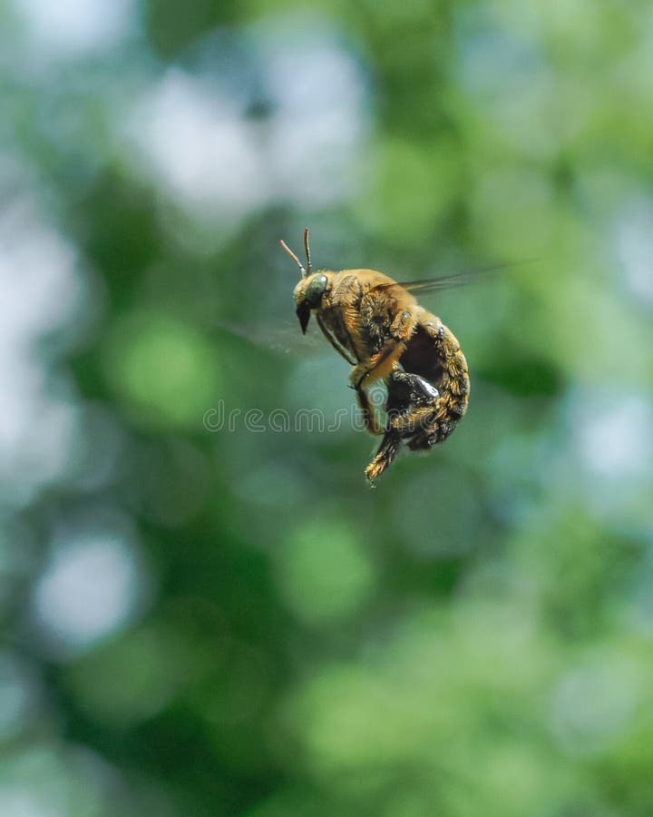 A Bee in Flight stock photo. Image of beetle, branch - 362903188