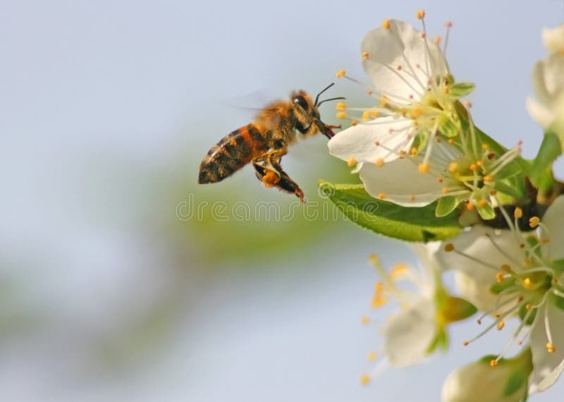 Bee in Flight stock photo. Image of bloom, macro, honey - 5263844