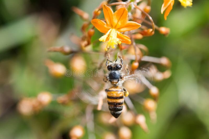 Bee in flight stock image. Image of orange, basket, yellow - 40926265