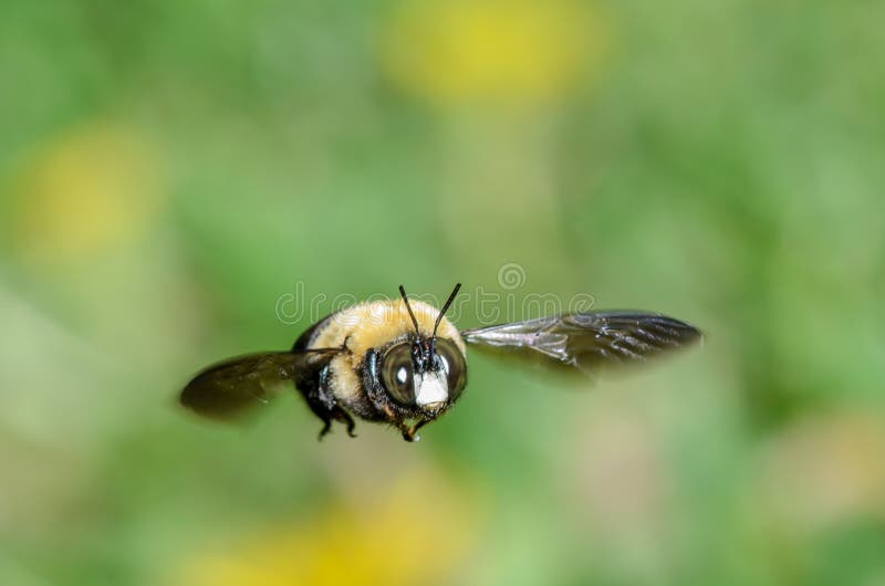 Bee in Flight stock photo. Image of background, live - 39960338