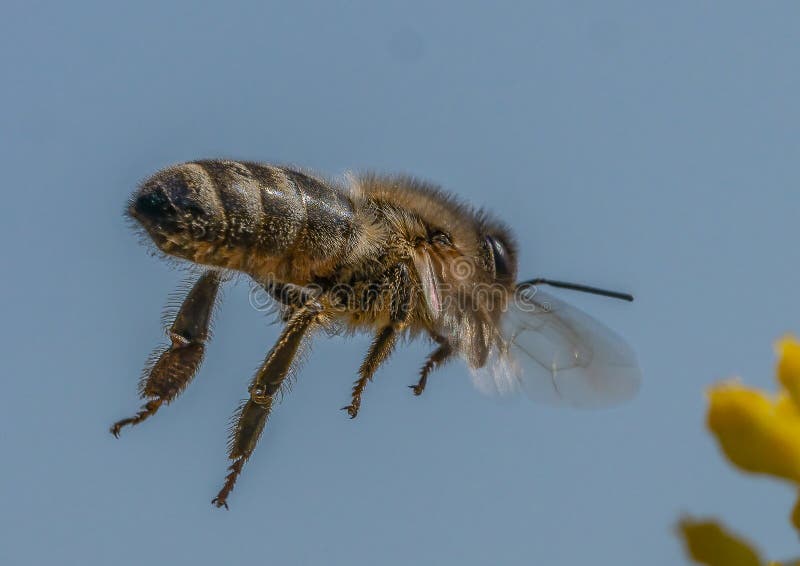 Bee in flight stock image. Image of wings, wildlife - 265265349