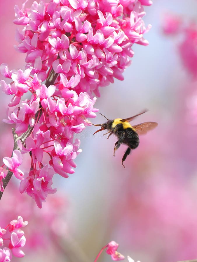 Bee in Flight among Flowers in Close-up Shot Stock Photo - Image of ...