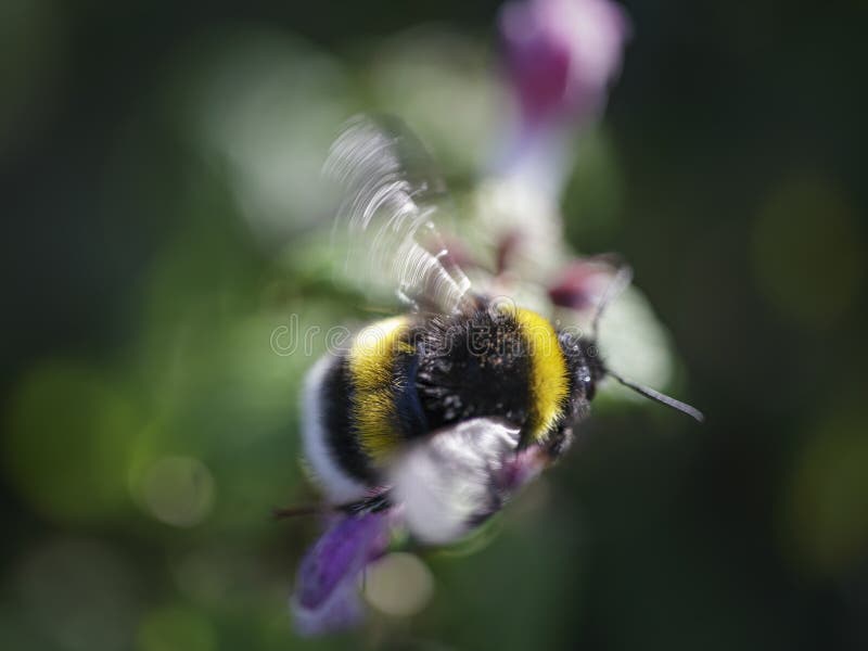 Bee in Flight among Flowers Stock Image - Image of detail, blooming ...