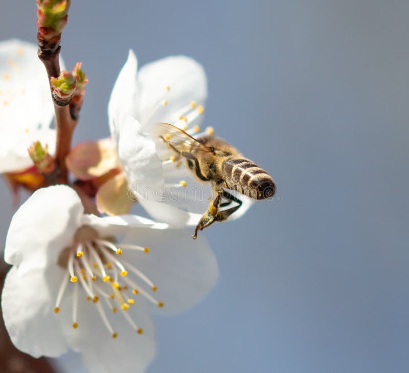 A Bee in Flight on a Fruit Tree Flower in Spring. Stock Image - Image ...