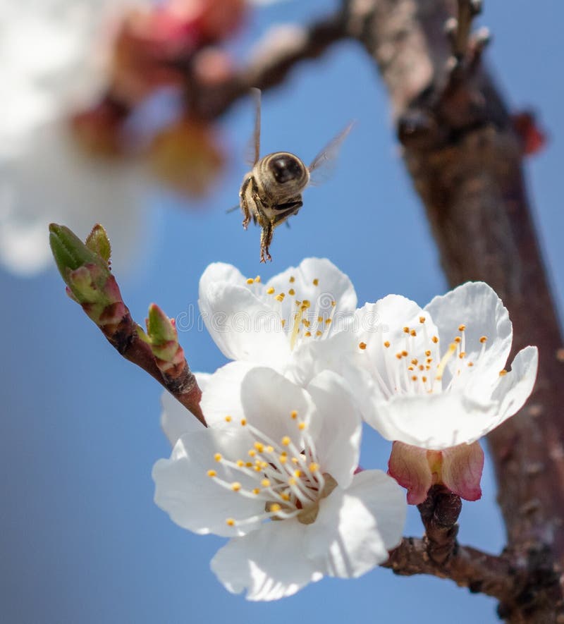 A Bee in Flight on a Fruit Tree Flower in Spring. Stock Image - Image ...