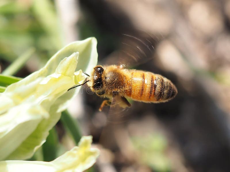 Bee in flight stock photo. Image of blurred, animal - 171028166