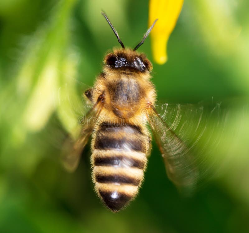 Bee in flight in nature stock image. Image of black - 171900911