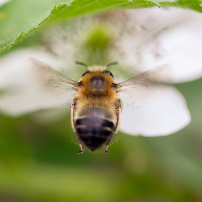 Bee in flight on nature. stock photo. Image of cartoon - 138834472