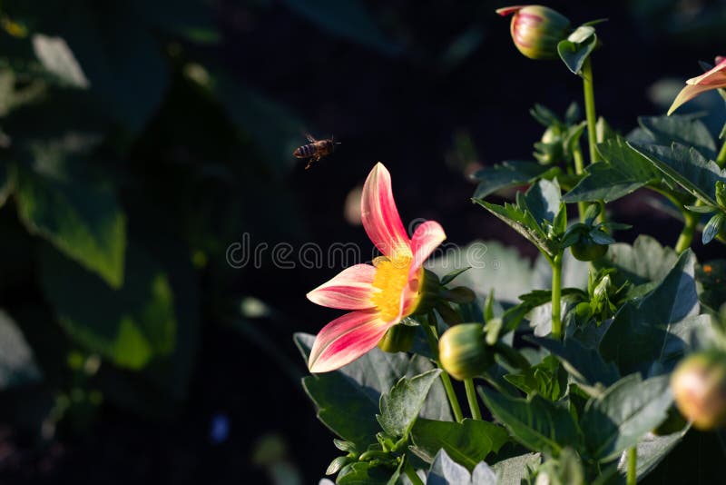 Bumble Bee in Flight To Blooming Currant Stock Photo - Image of flight ...