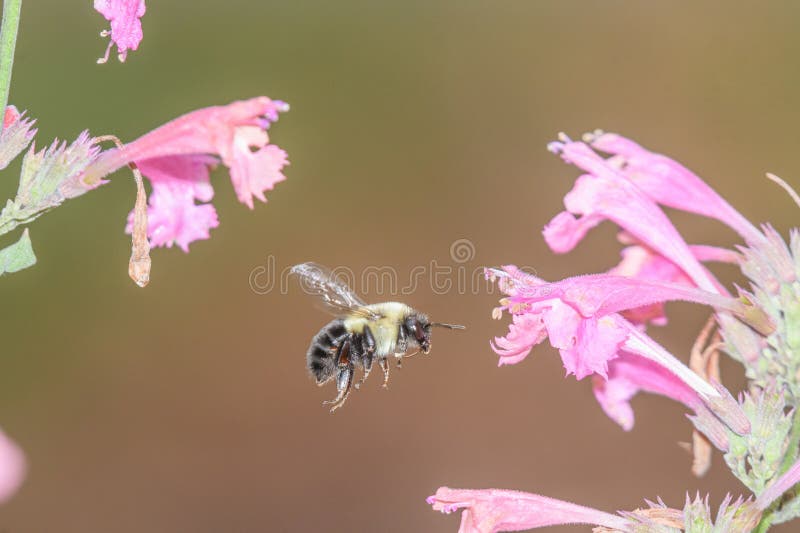 A Bee in Flight Visiting a Pink Flower Stock Image - Image of flowering ...