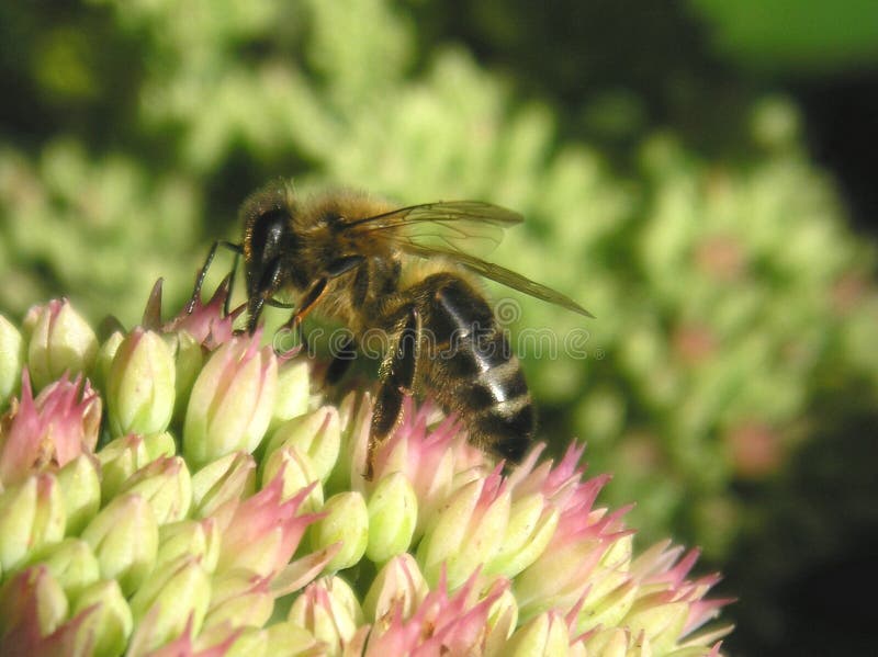 Bee on flora stock image. Image of plants, effort, natural - 88565