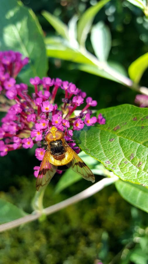 Bee, Flora, Nectar, Insect Picture. Image: 134213136