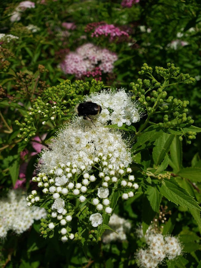 Bee Floral Flowers Gorgeous Beautiful Stock Image - Image of floral ...