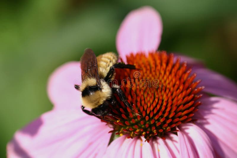 Bee on flower stock image. Image of pink, landscape, bumble - 1031593