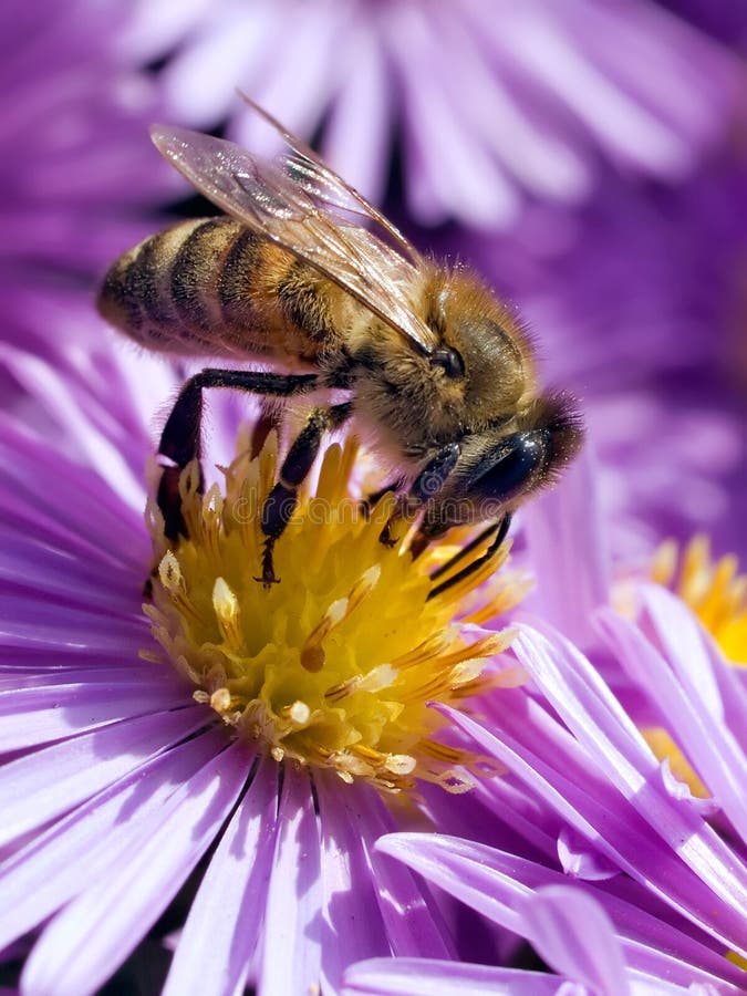 Bee on flower stock image. Image of antenna, small, beautiful - 11609653