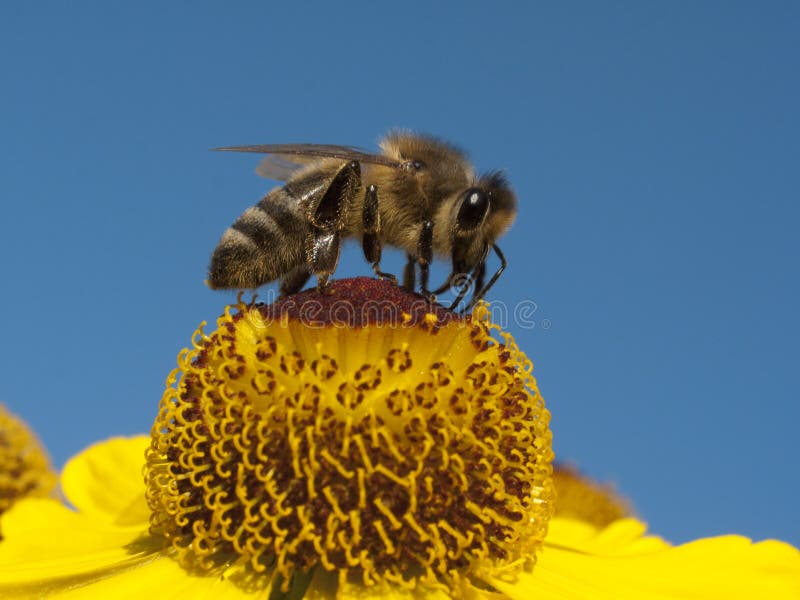 Bee and flower stock image. Image of cute, pollination - 11627173