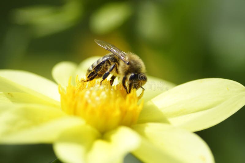 Bee on flower stock photo. Image of close, plants, blossom - 1273756