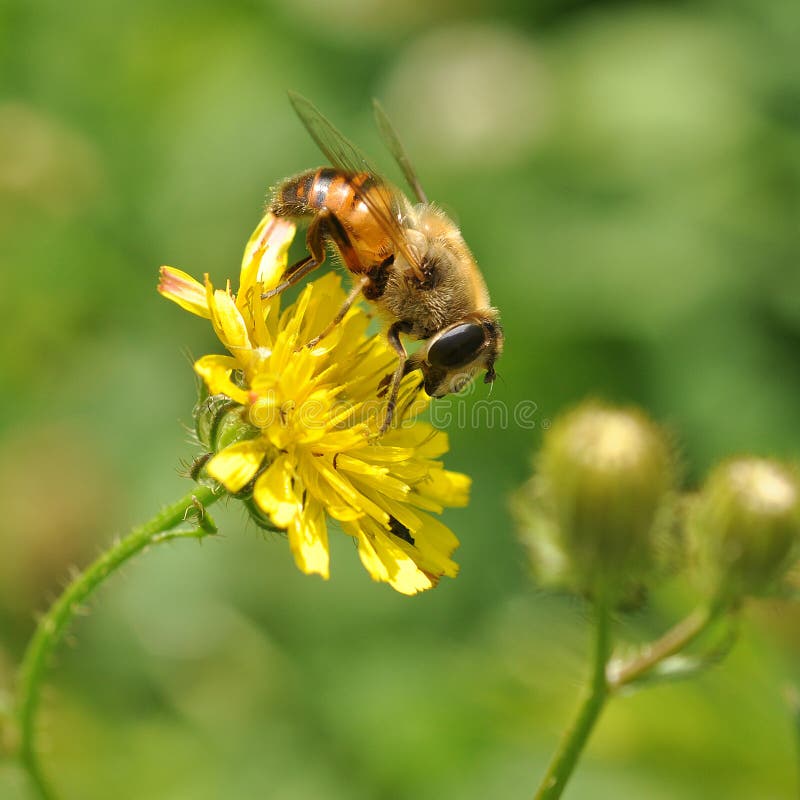 Bee on flower stock photo. Image of flower, nature, bees - 15056320