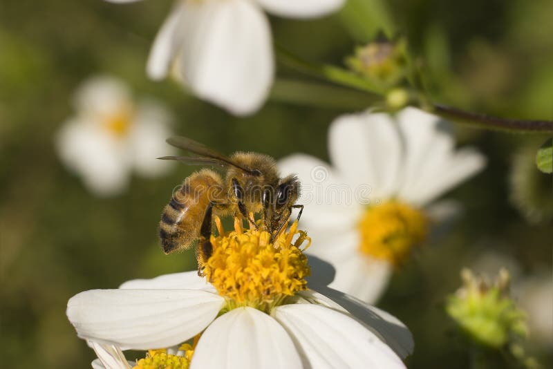 Bee on flower stock image. Image of brown, petals, flower - 1654145