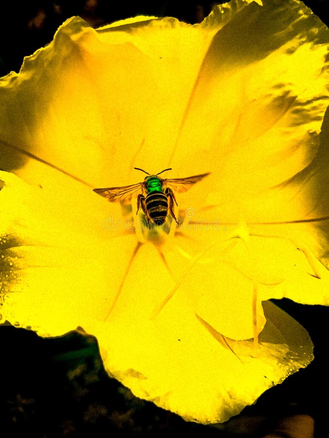 Bee with a Shiny Green Body on a Yellow Flower. Stock Photo - Image of ...
