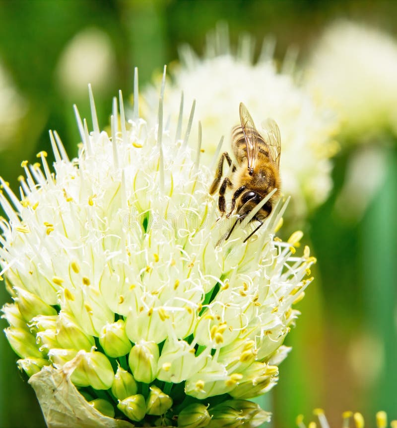 Honey Bee Flower Truck Stock Photos - Free & Royalty-Free Stock Photos ...