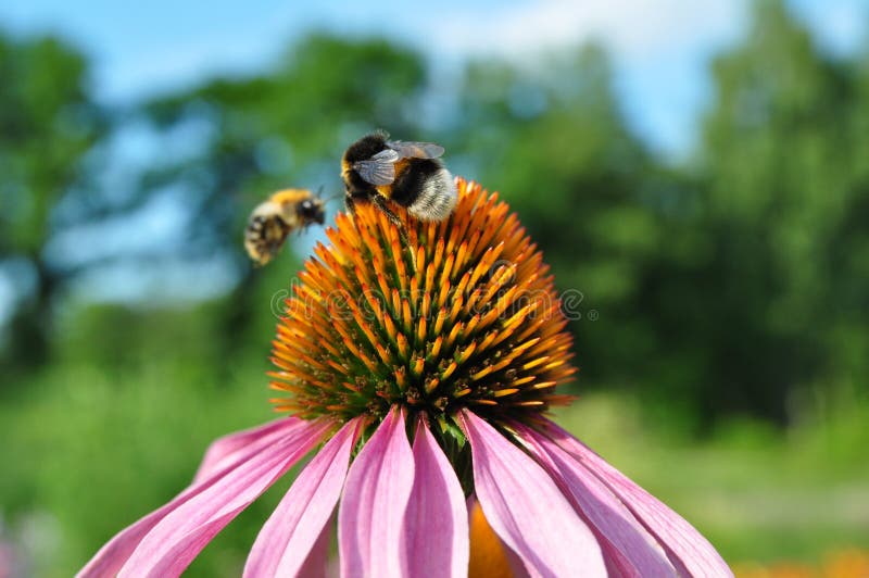 Bee on a flower stock photo. Image of nature, flower - 23517914