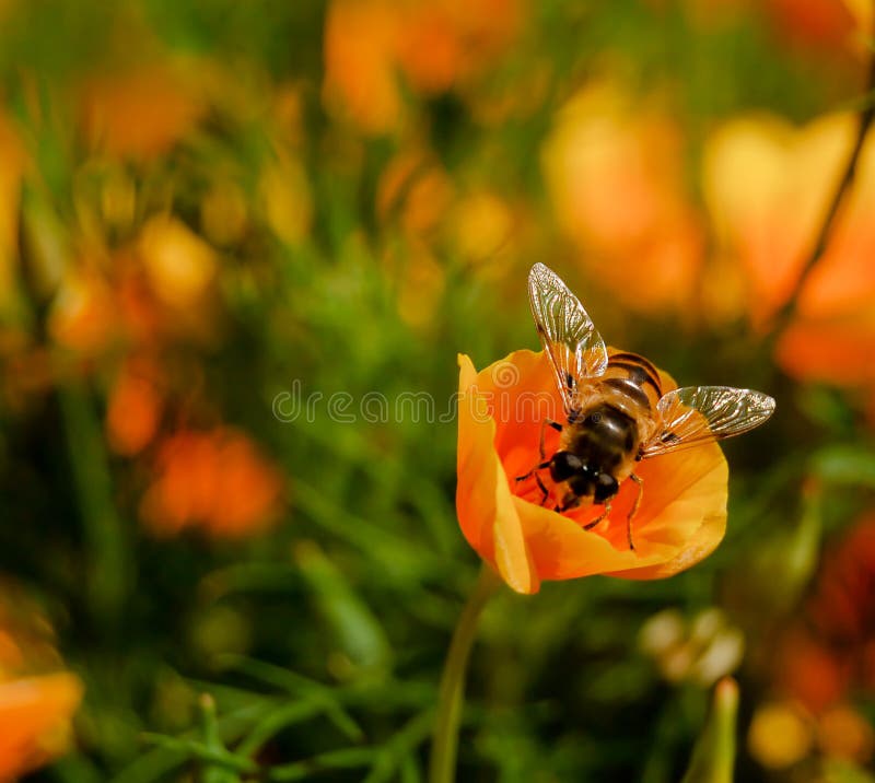 Bee and Flower stock photo. Image of feeding, field, tranquil - 2436886