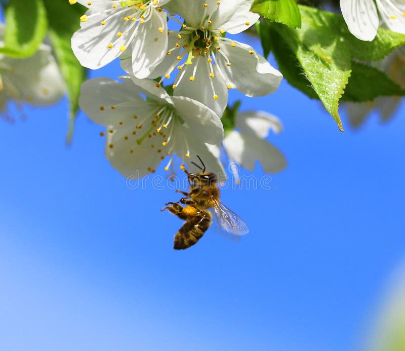 Bee and flower stock image. Image of plant, spring, small - 24742335