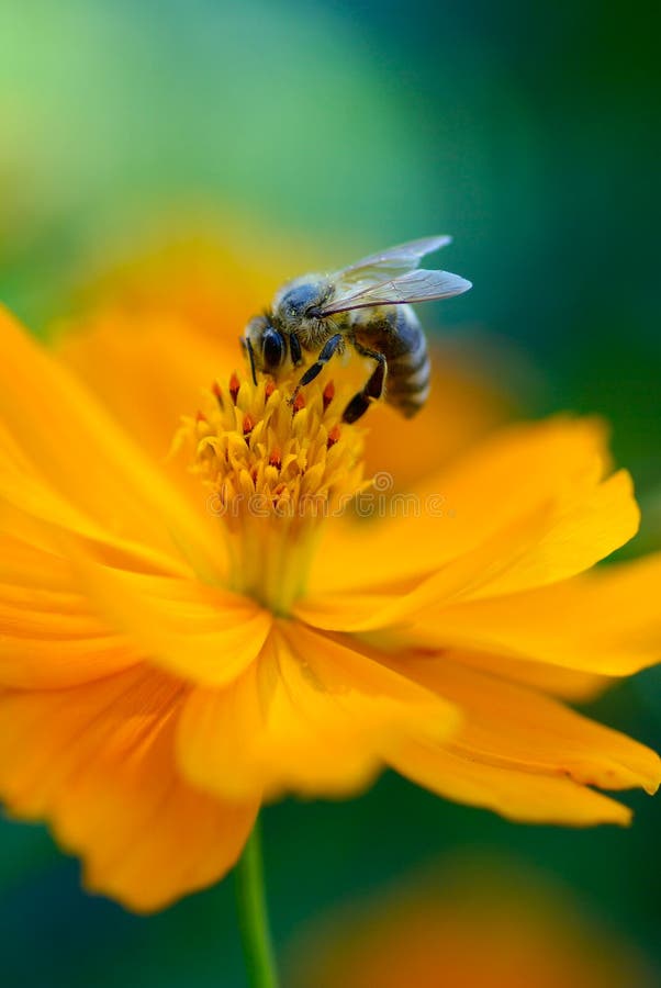 Bee on flower stock photo. Image of autumn, beautiful, clouds - 177796