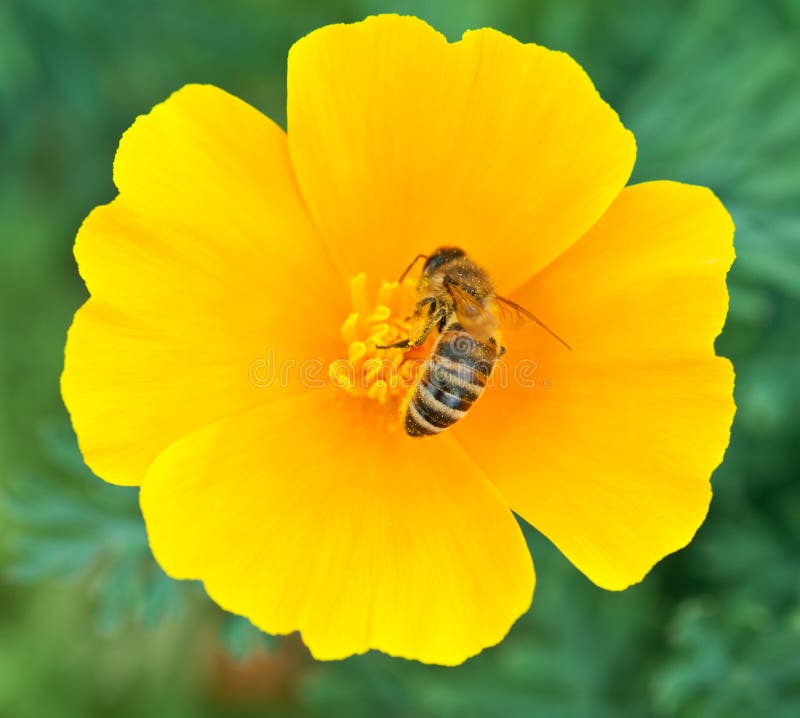 Bee on flower stock image. Image of spring, beauty, beautiful - 26215273