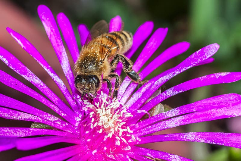 A bee on a flower stock image. Image of plant, nature - 14902953