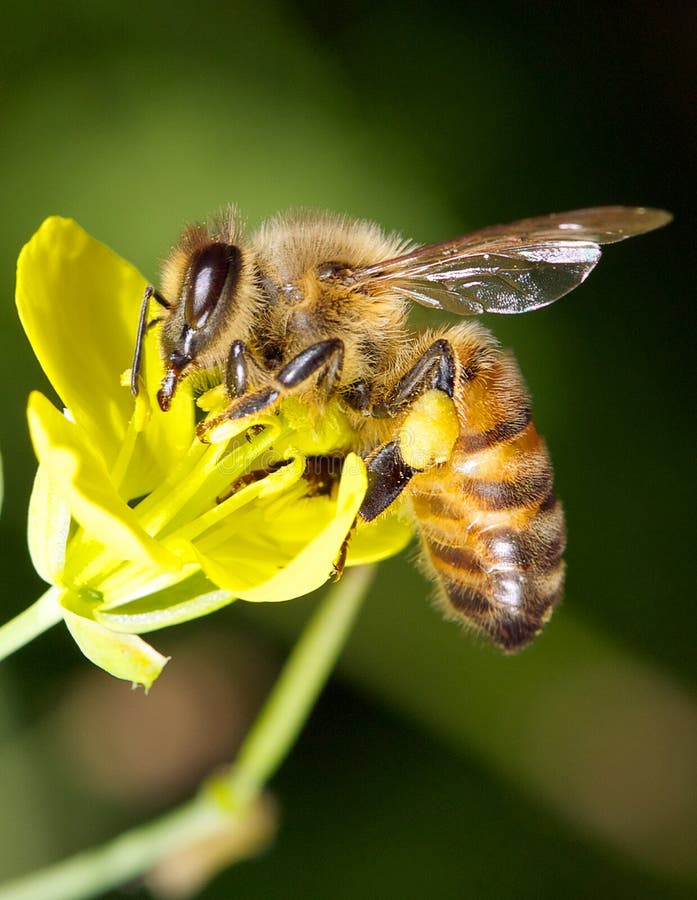 A bee on a flower stock image. Image of backgrounds, plant - 12040573