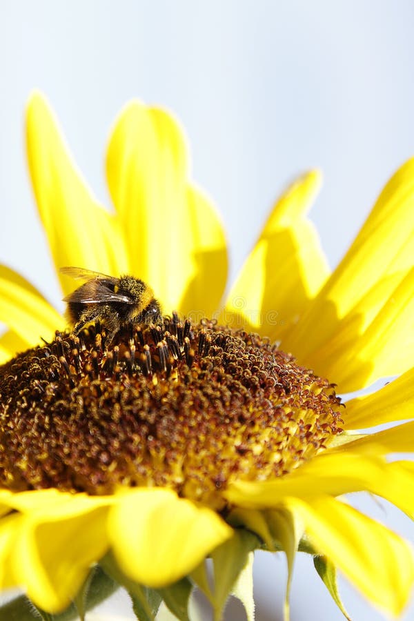 Bee on flower stock photo. Image of blossom, nature, agriculture - 29432696