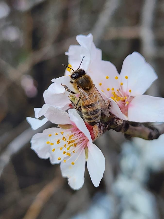Bee on the flower stock photo. Image of betterbee, plumflower - 315163832