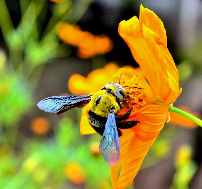 Bee and flower stock image. Image of love, nature, shine - 317301361