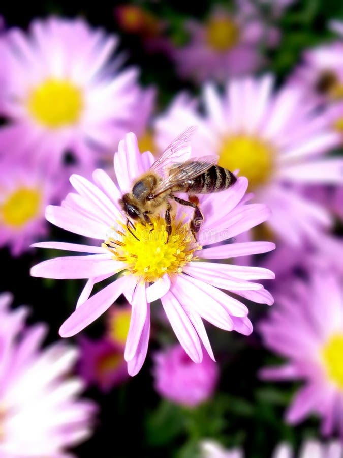 Bee on a flower stock photo. Image of macro, outside, pink - 3479170