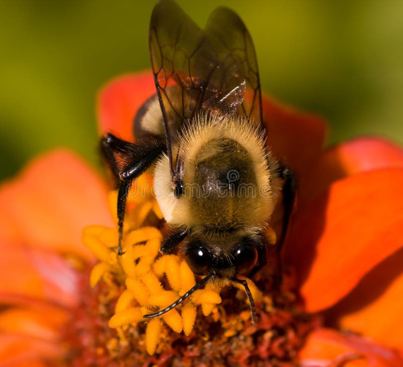 Bee on Flower stock image. Image of gold, close, orange - 8502235